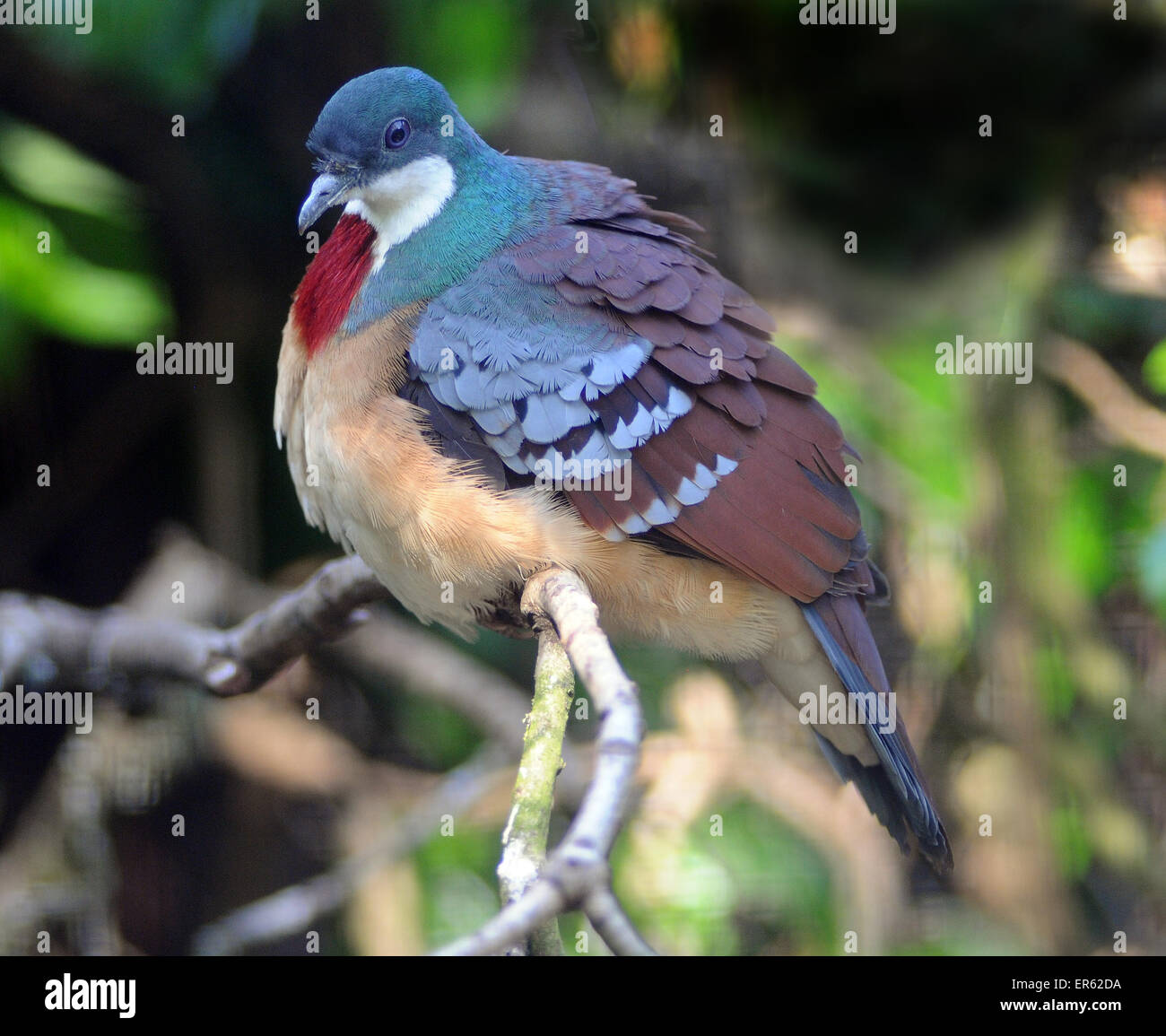 Bleeding Heart Pigeon Flying