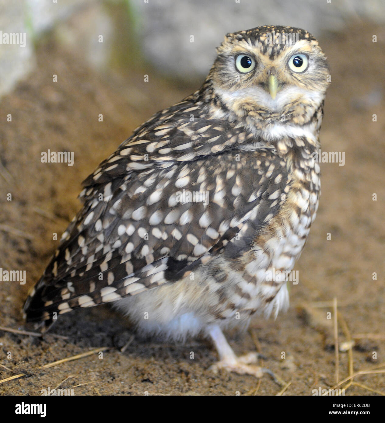 Burrowing Owl, Athene cunicularia Stock Photo - Alamy