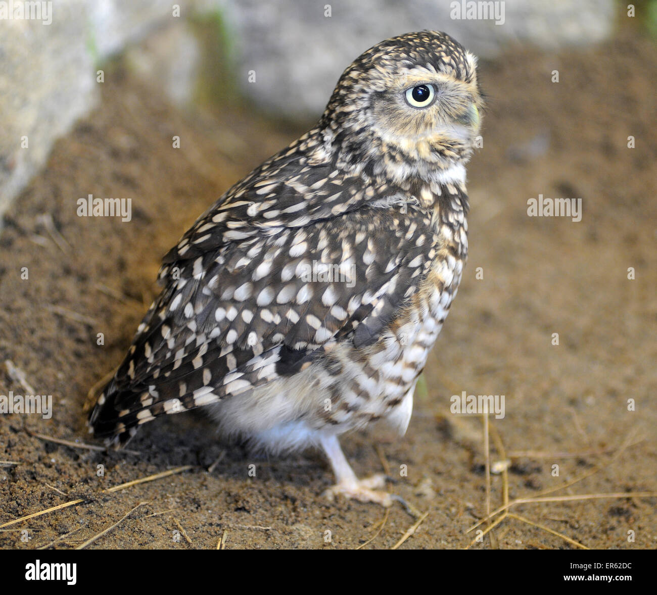 Burrowing Owl, Athene cunicularia Stock Photo - Alamy