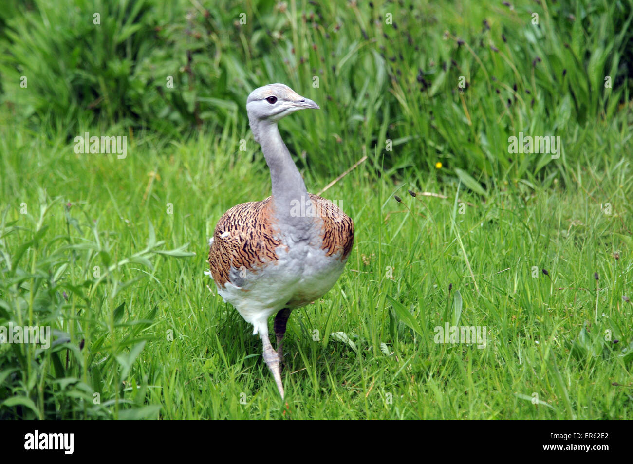 Great bustard hi-res stock photography and images - Alamy
