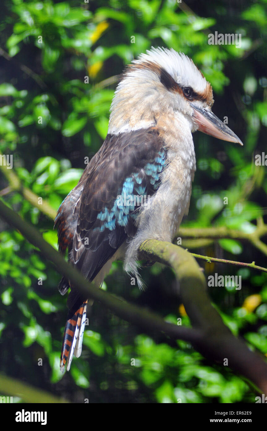 Australian Animals Kookaburra