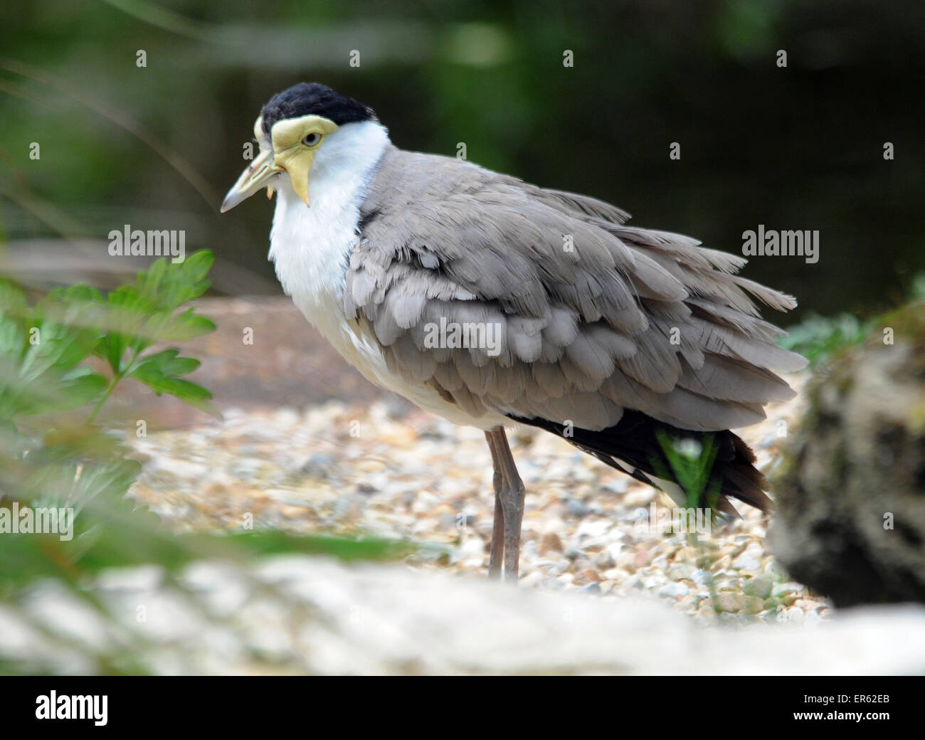 A Masked Lapwing, Vanellus miles, a native of Australia and New Zealand ...