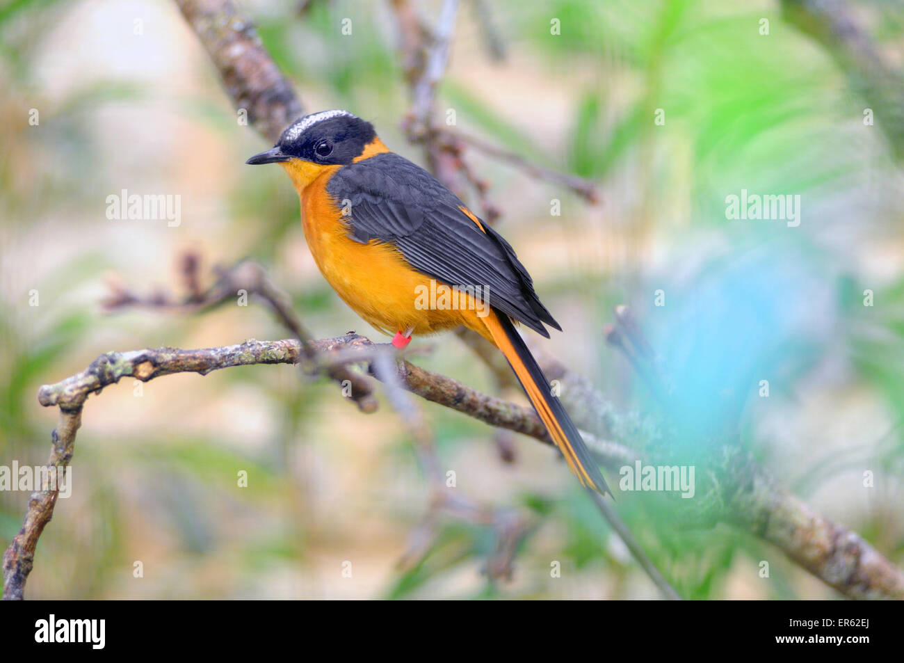 A Snowy Crowned Robin Chat, Cossyphia niveicapilla, native of Africa ...