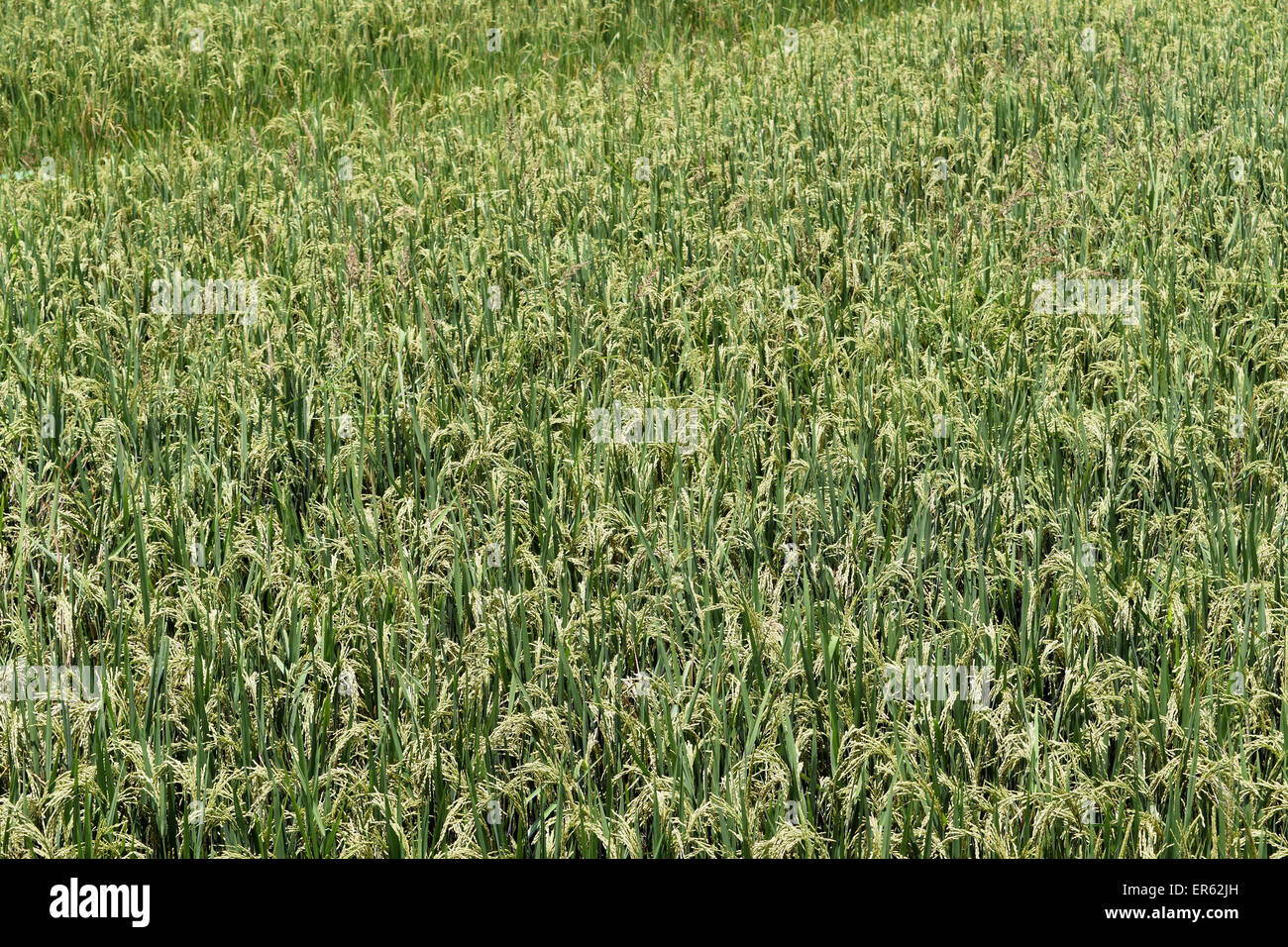 Paddy field in South India Stock Photo - Alamy