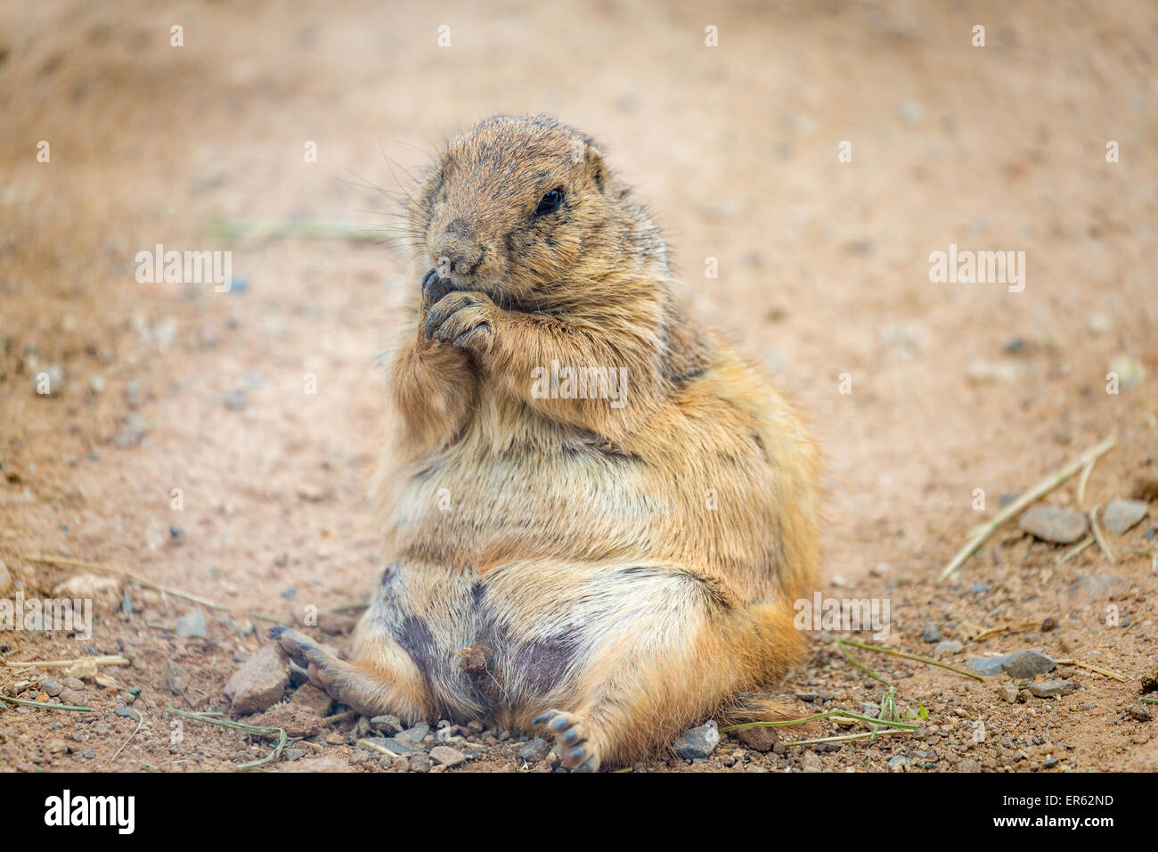 Black-tailed Prairie Dog (Cynomys ludovicianus), sitting, nibbling on ...