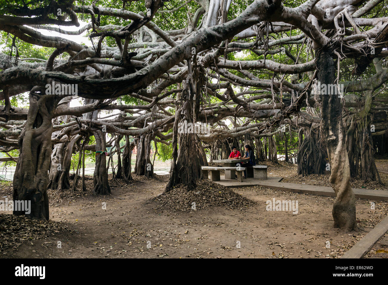 Sai Ngam, young couple in a banyan tree grove, Sai Ngarm Park, Phimai ...