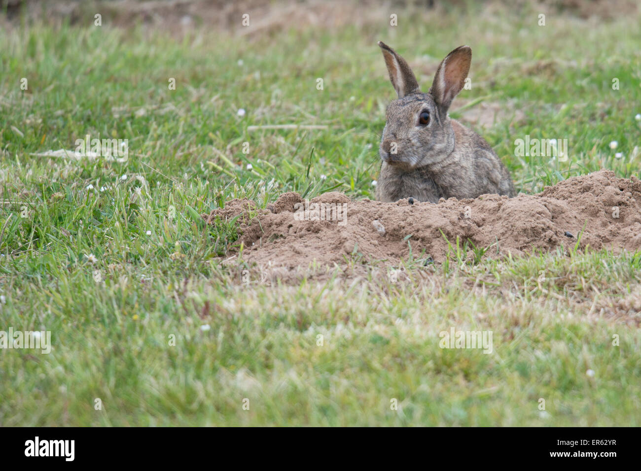 European Rabbit (Oryctolagus cuniculus) at the burrow, Emsland, Lower ...