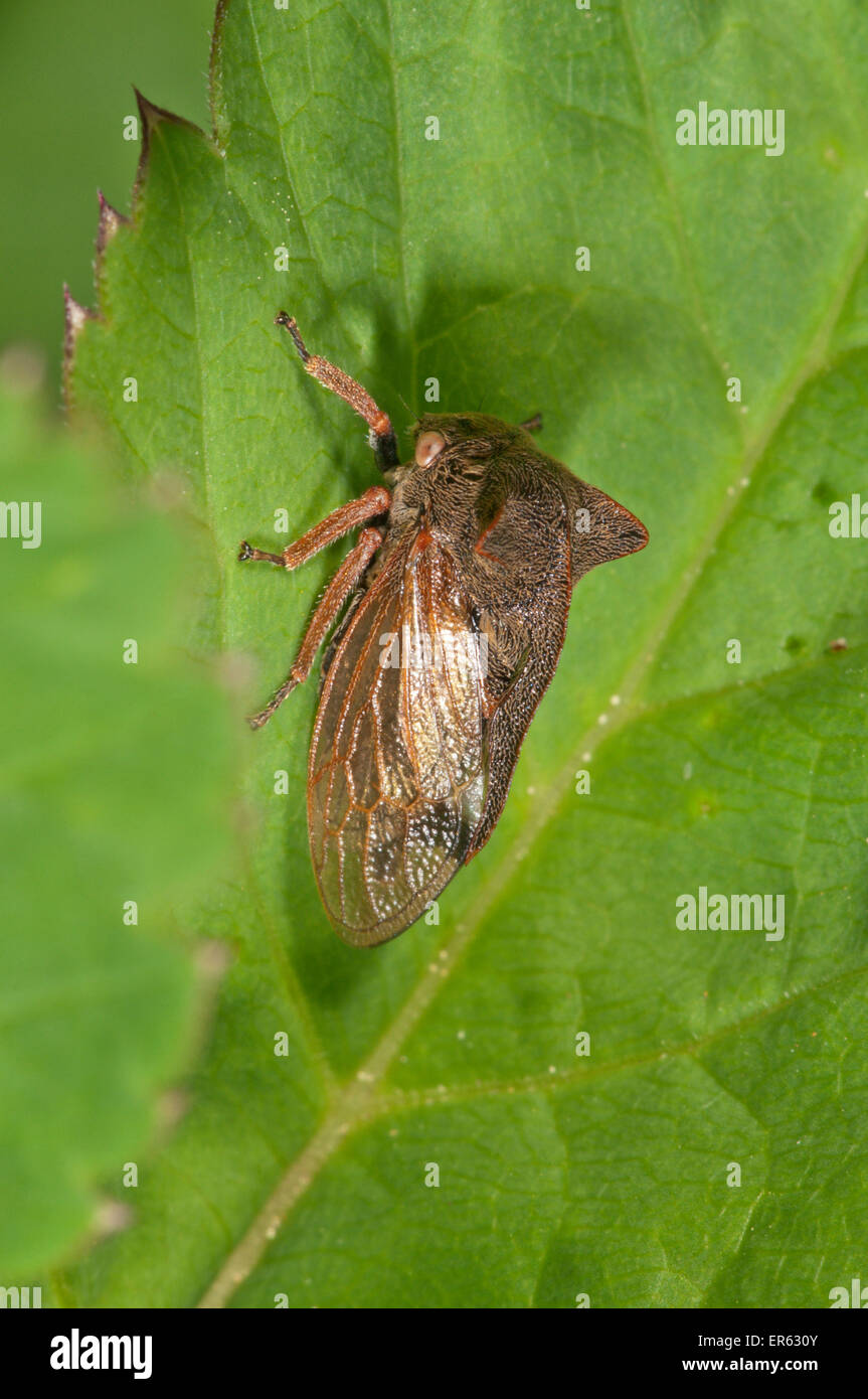Horned Treehopper High Resolution Stock Photography and Images - Alamy