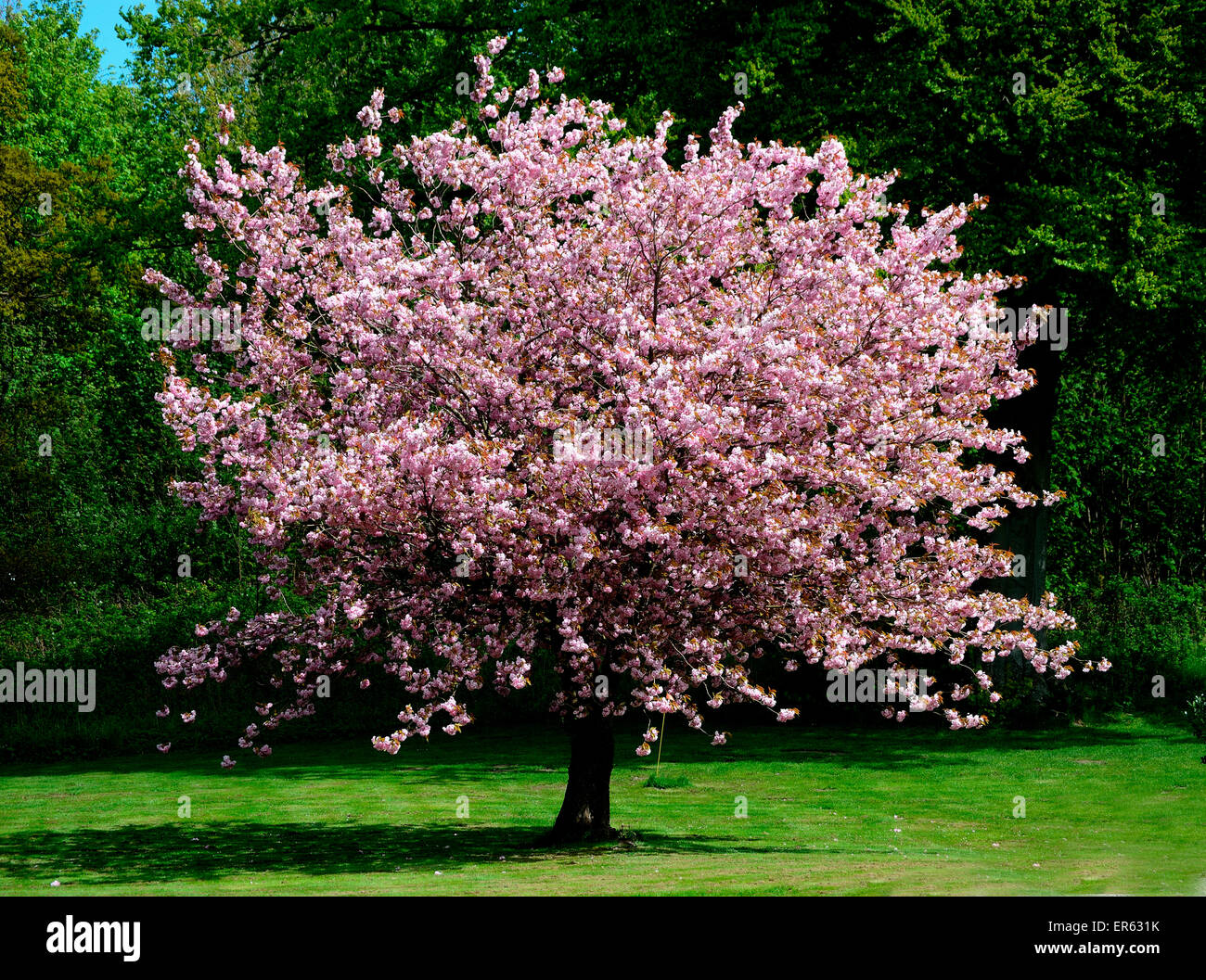 Cherry tree sweden hi-res stock photography and images - Alamy