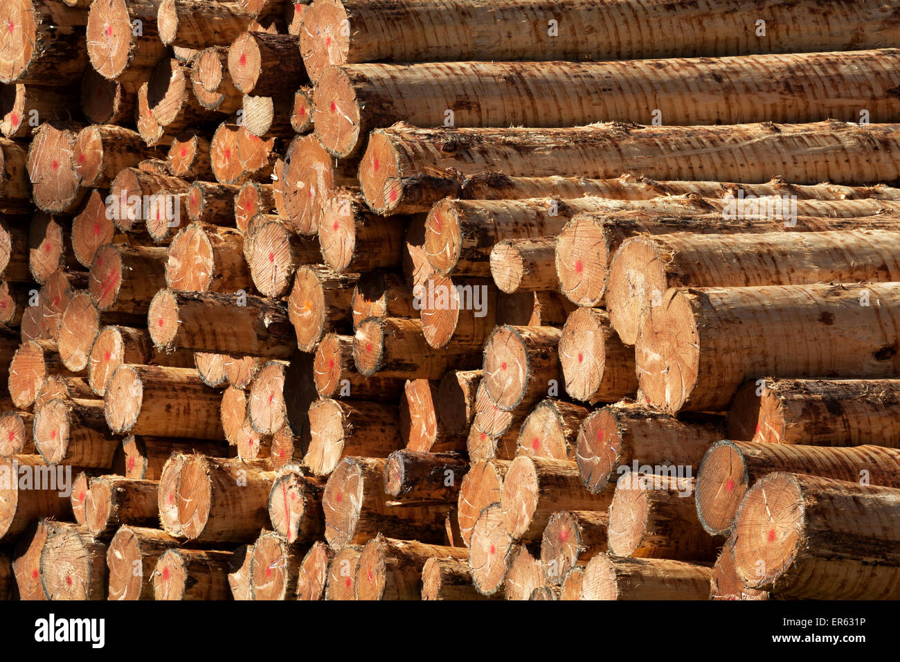 Stacked timber, spruce logs, debarked, Germany Stock Photo - Alamy