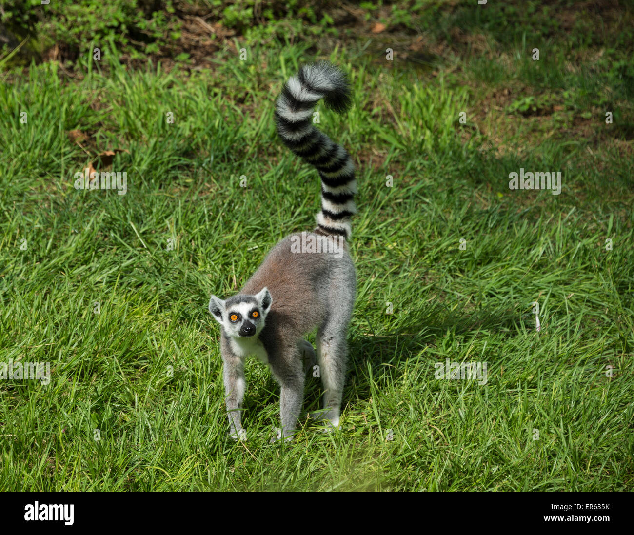 Ring tailed lemur lemur catta standing hi-res stock photography and ...
