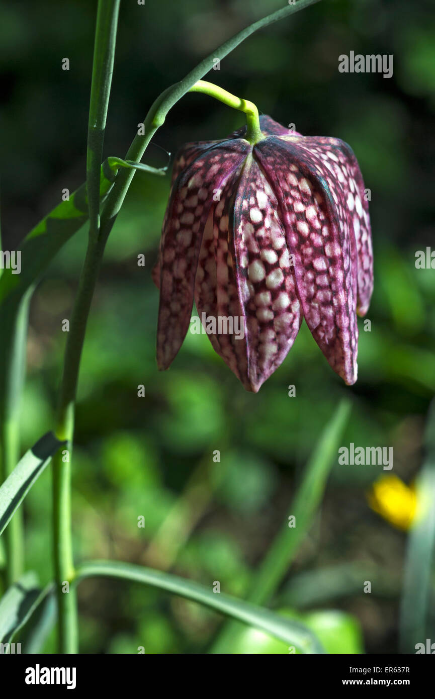 Chess flower fritillaria meleagris hi-res stock photography and images ...