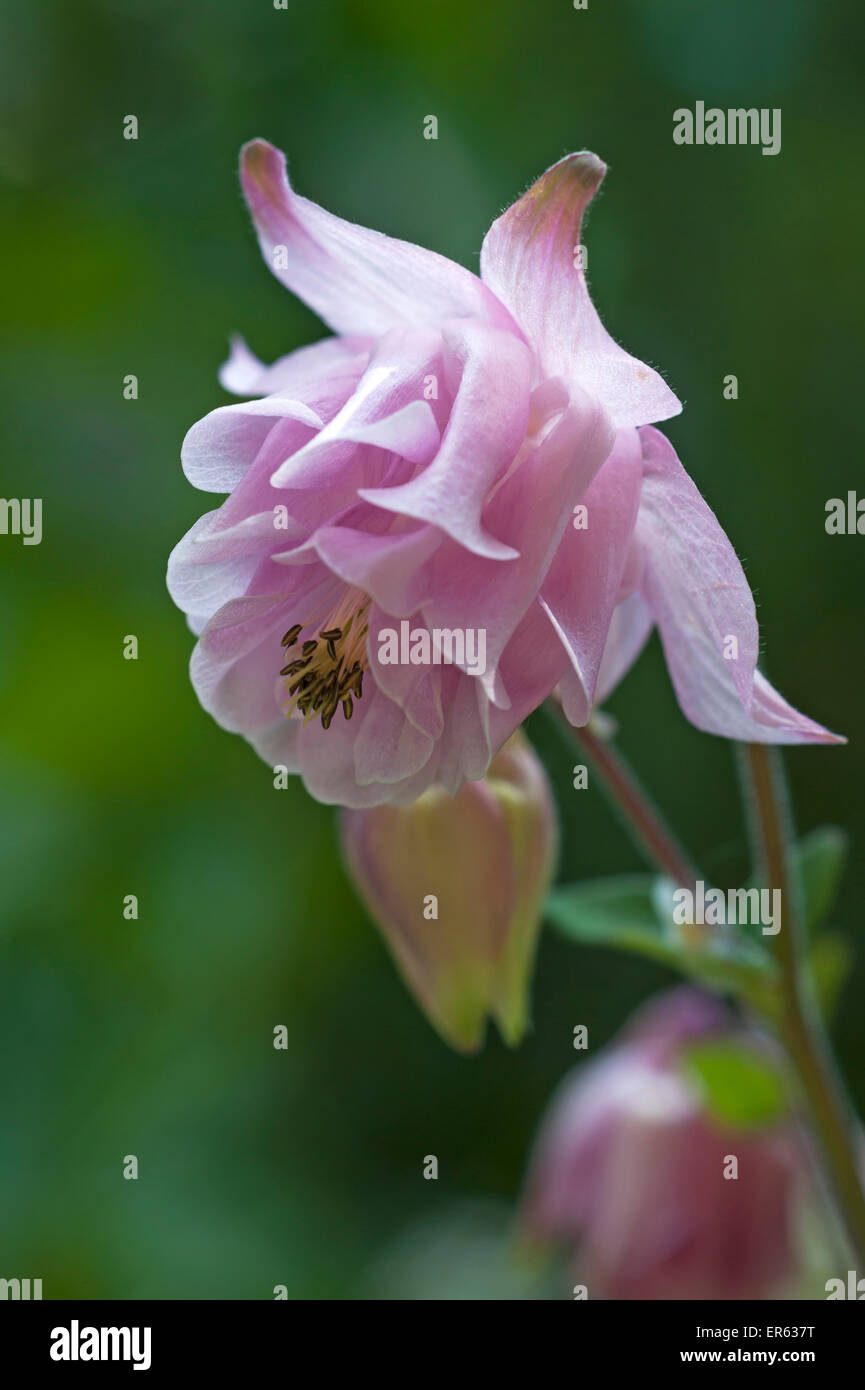 European columbine aquilegia vulgaris hi-res stock photography and ...