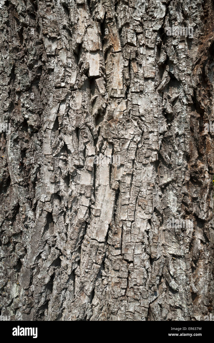 Walnut tree bark hi-res stock photography and images - Alamy