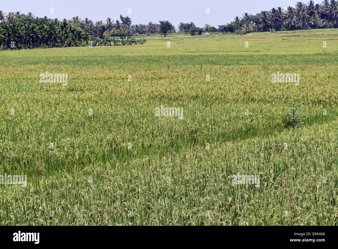 Paddy field in South India Stock Photo - Alamy