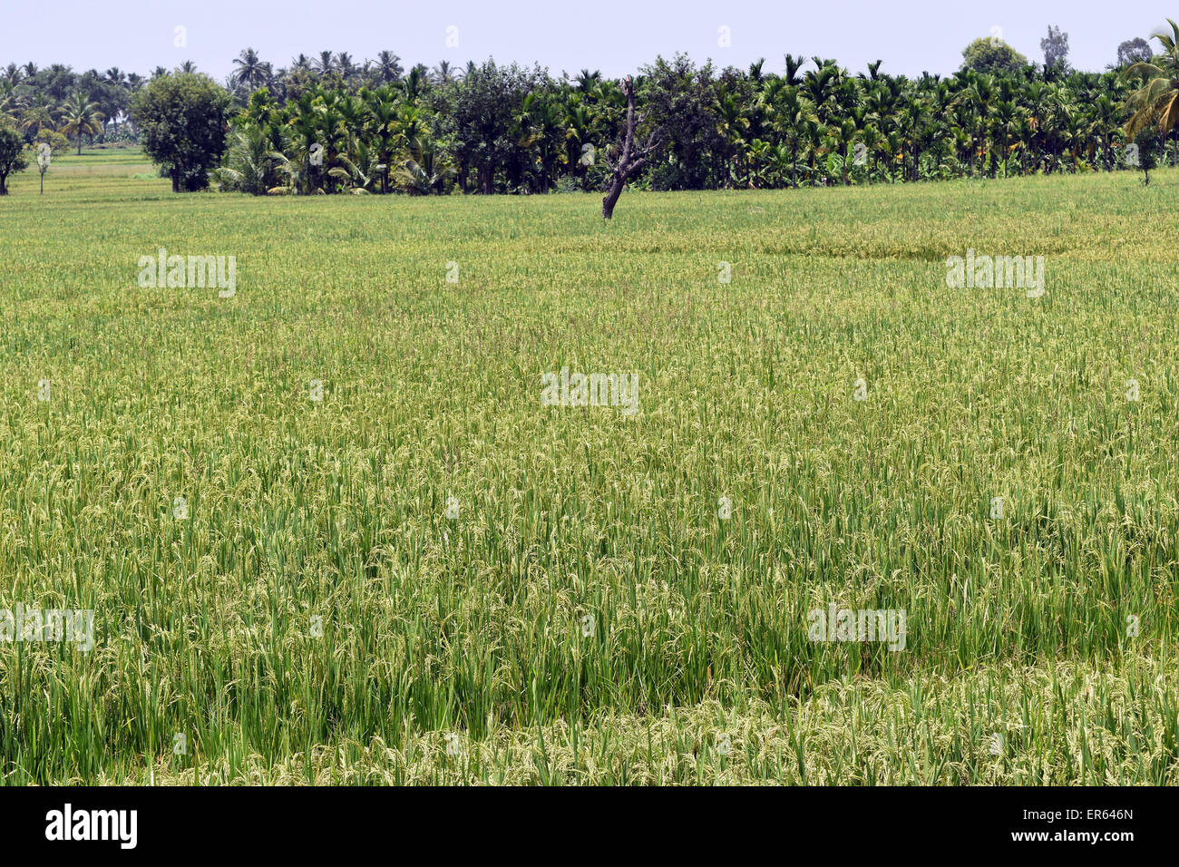 Paddy field in South India Stock Photo - Alamy