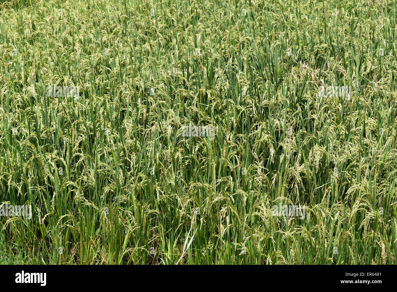 Paddy food hi-res stock photography and images - Alamy
