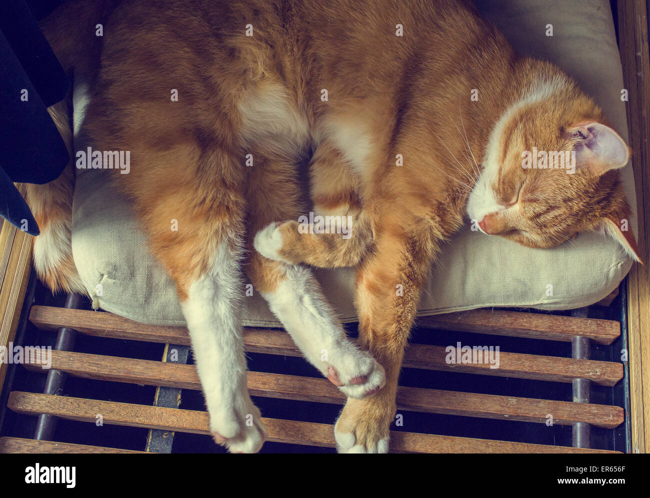 Lateral Recumbent Cat