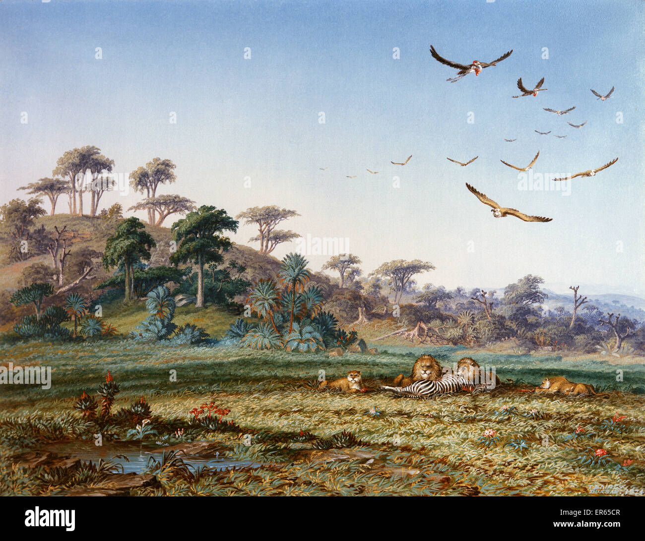 Lions of zululand hi-res stock photography and images - Alamy