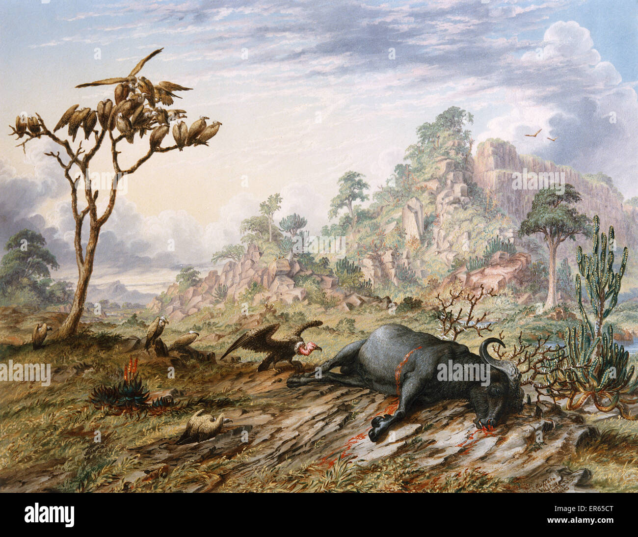 Dead Buffalo, by Thomas Baines Stock Photo - Alamy