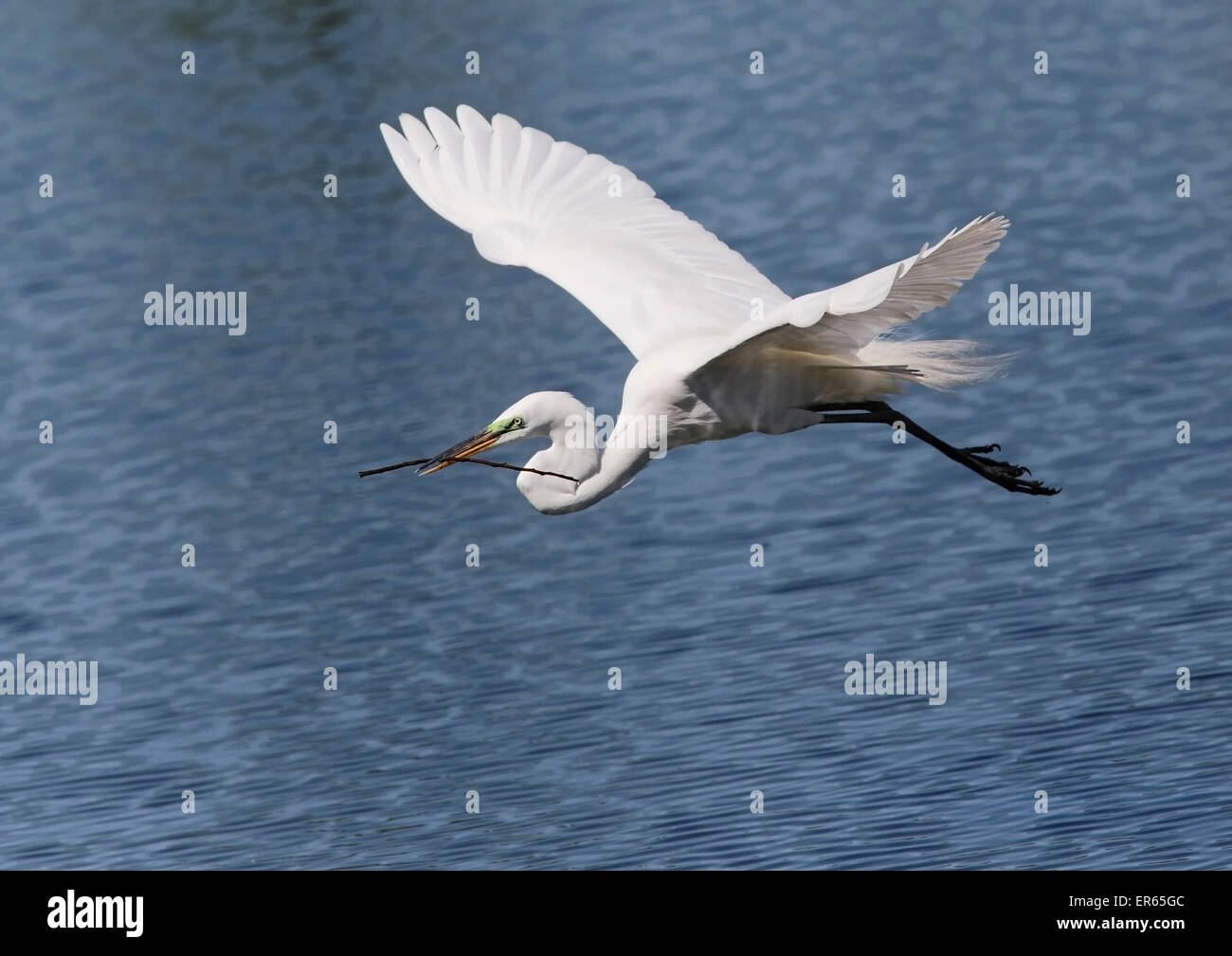 Great Egret (Egretta alba) in flight over water with nesting material ...