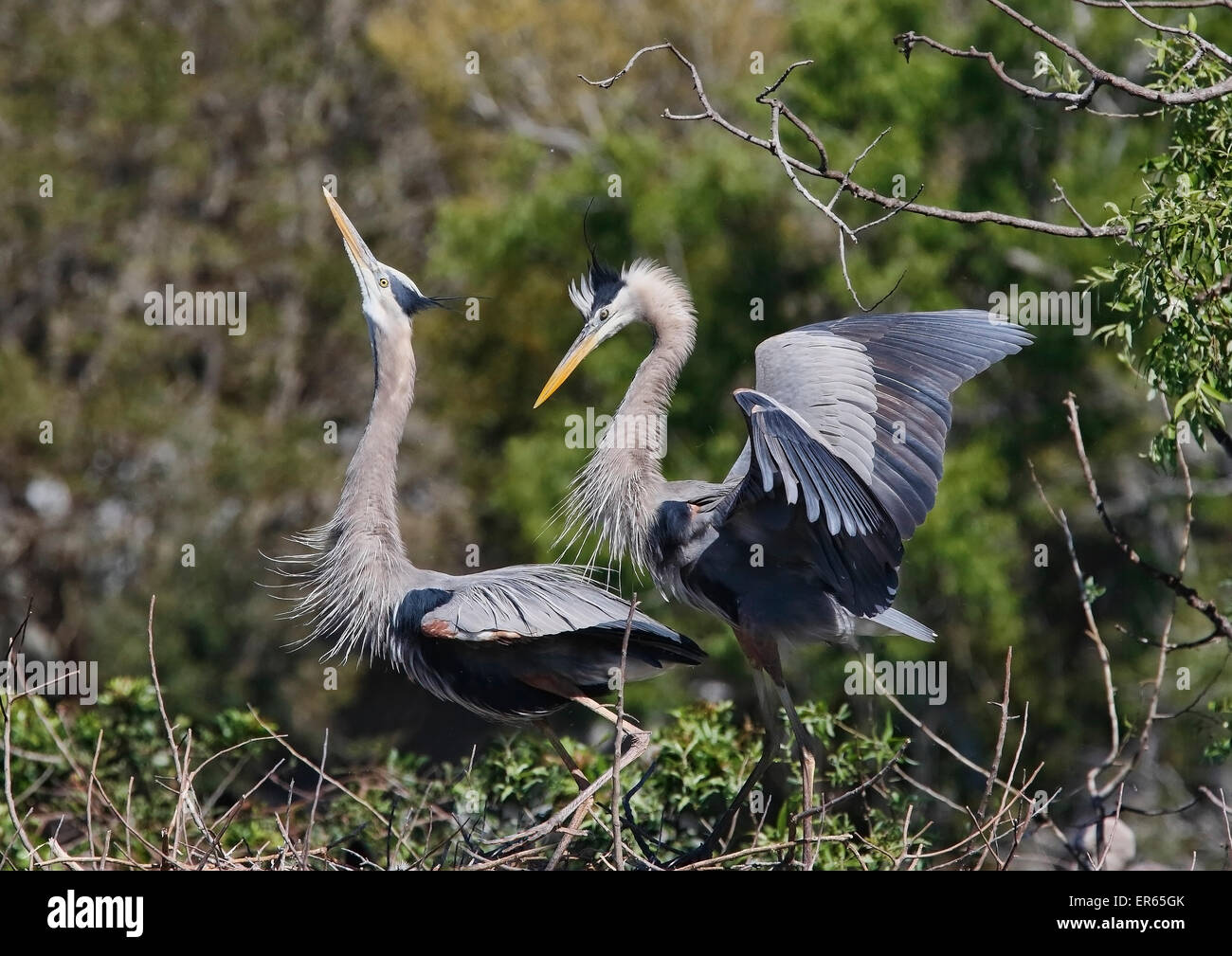 Mating herons hi-res stock photography and images - Alamy