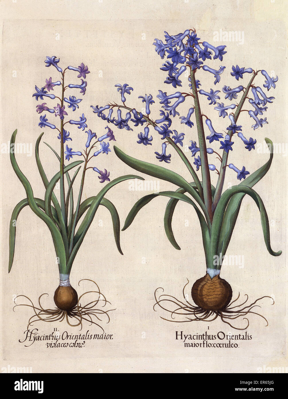 Hyacinthus Orientalis (Hyacinth Stock Photo - Alamy
