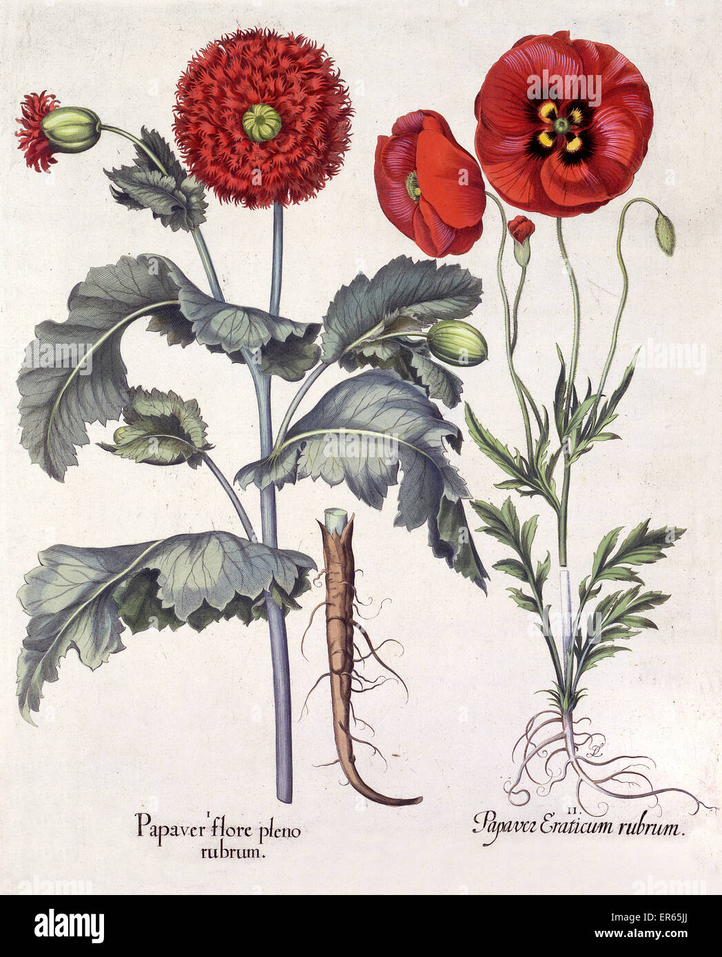 Basilius besler hi-res stock photography and images - Alamy