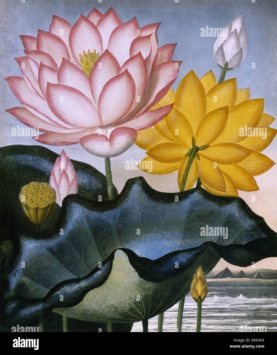 The Sacred Egyptian Bean (Lotus Stock Photo - Alamy