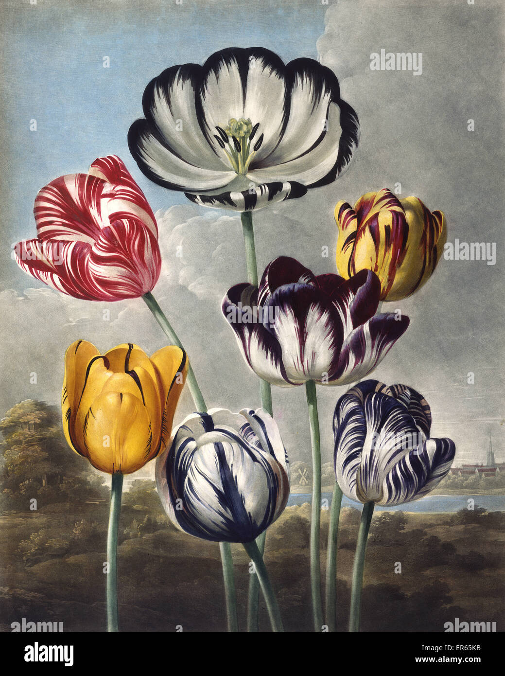 Temple of flora tulip hi-res stock photography and images - Alamy