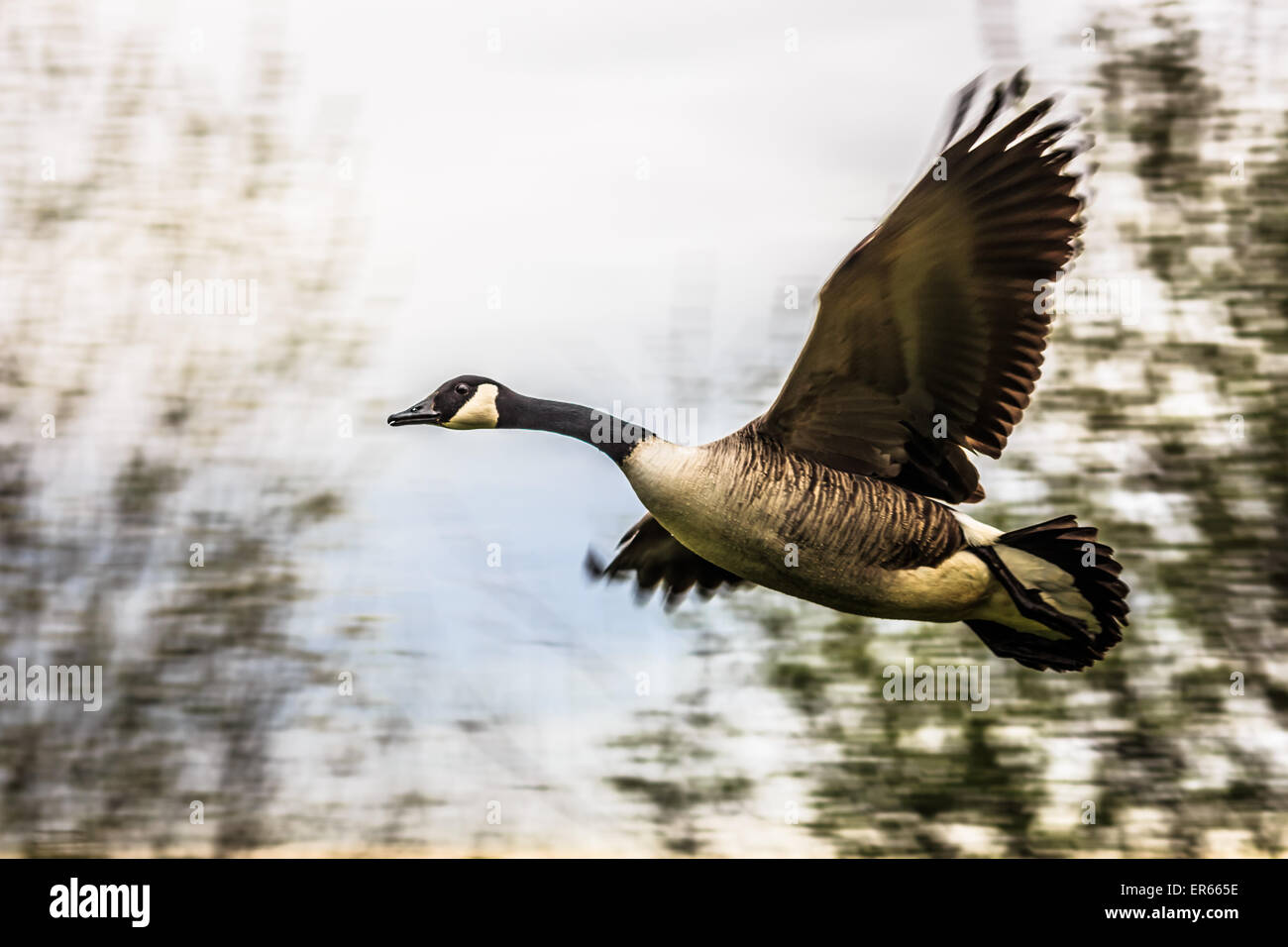 Canadian Goose fly by Stock Photo - Alamy