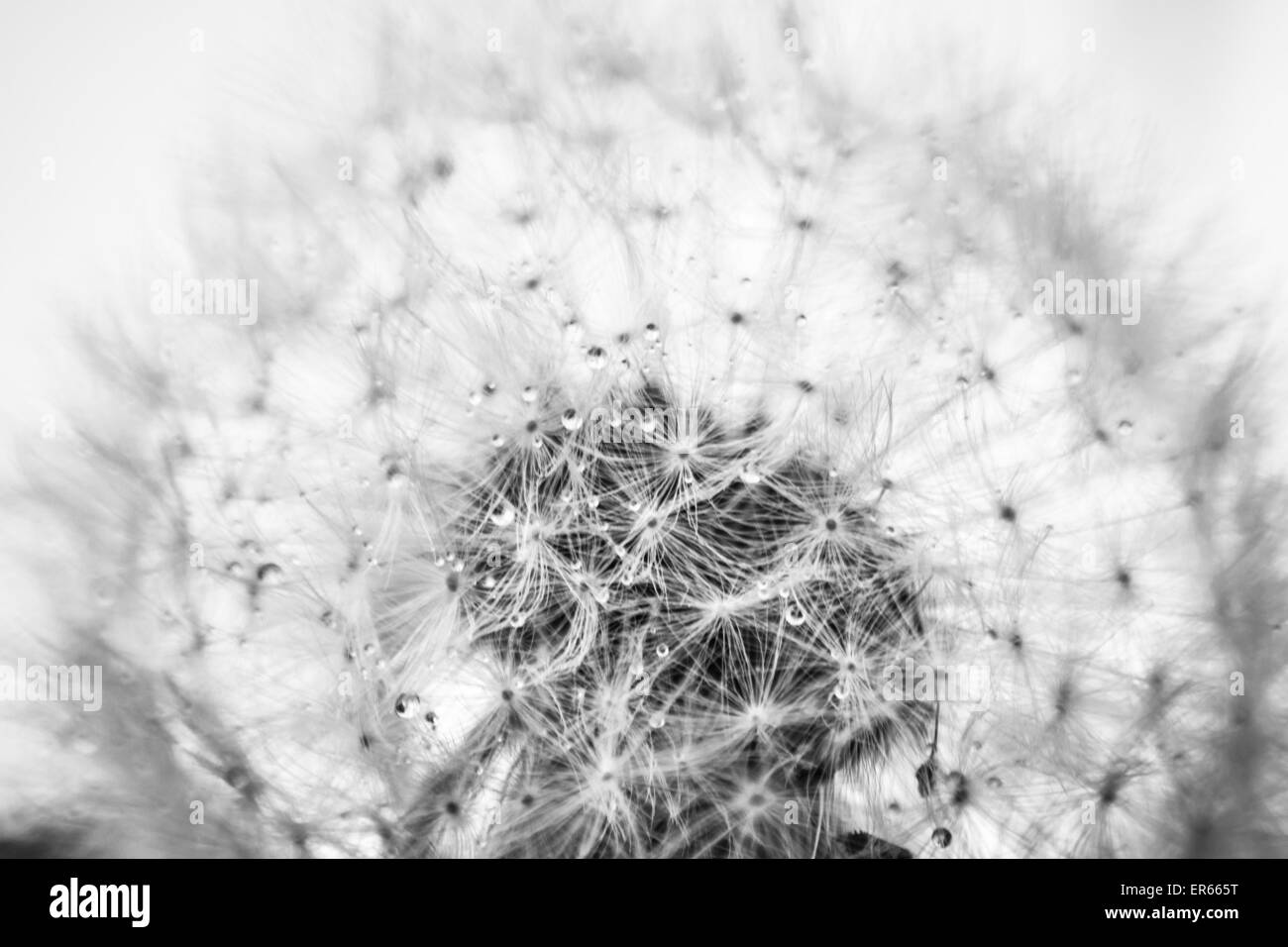 Dandelion bird Black and White Stock Photos & Images - Alamy