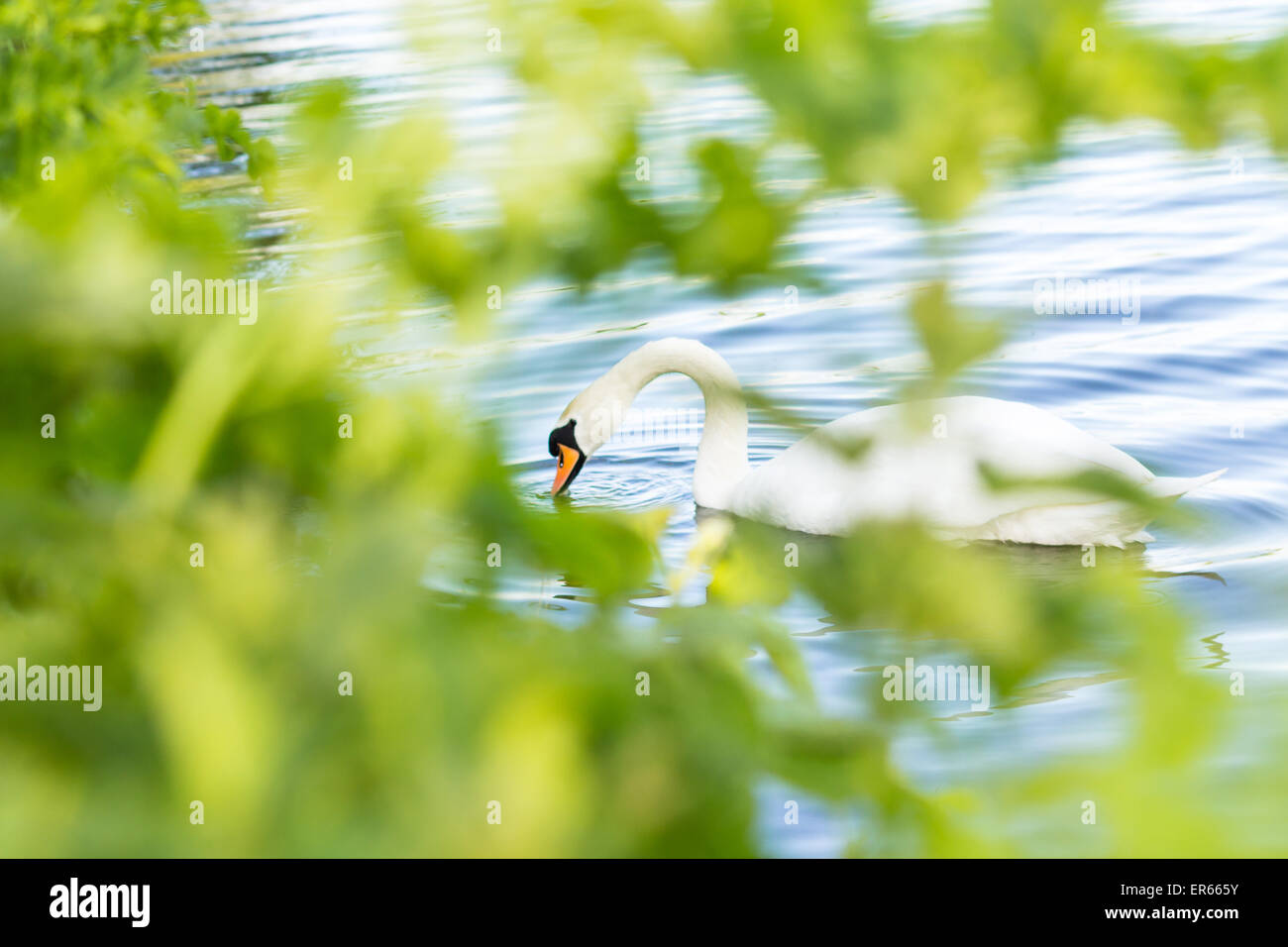 Peaceful swan hi-res stock photography and images - Alamy