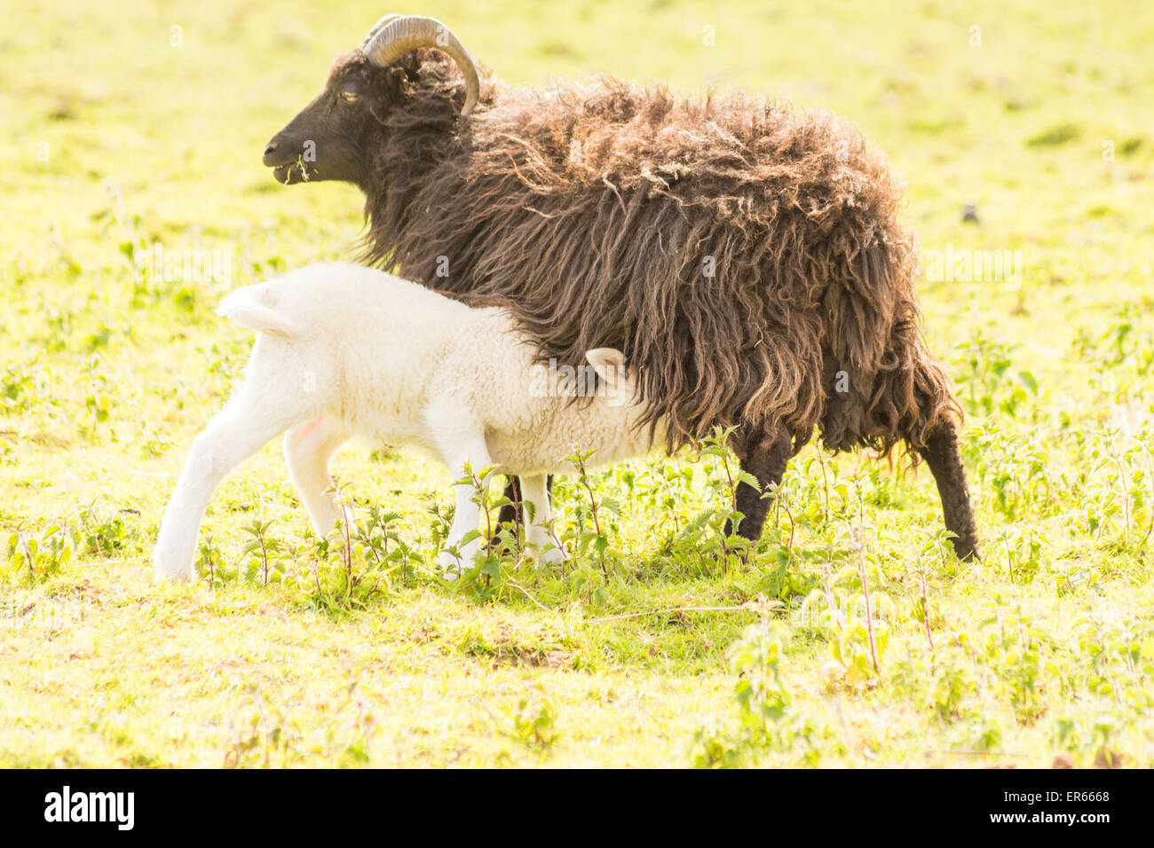 Jay lamb hi-res stock photography and images - Alamy
