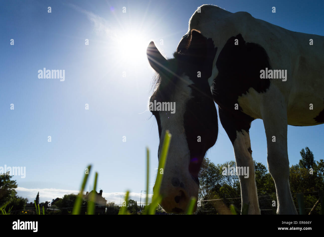 Horse and ponies eating Stock Photo - Alamy