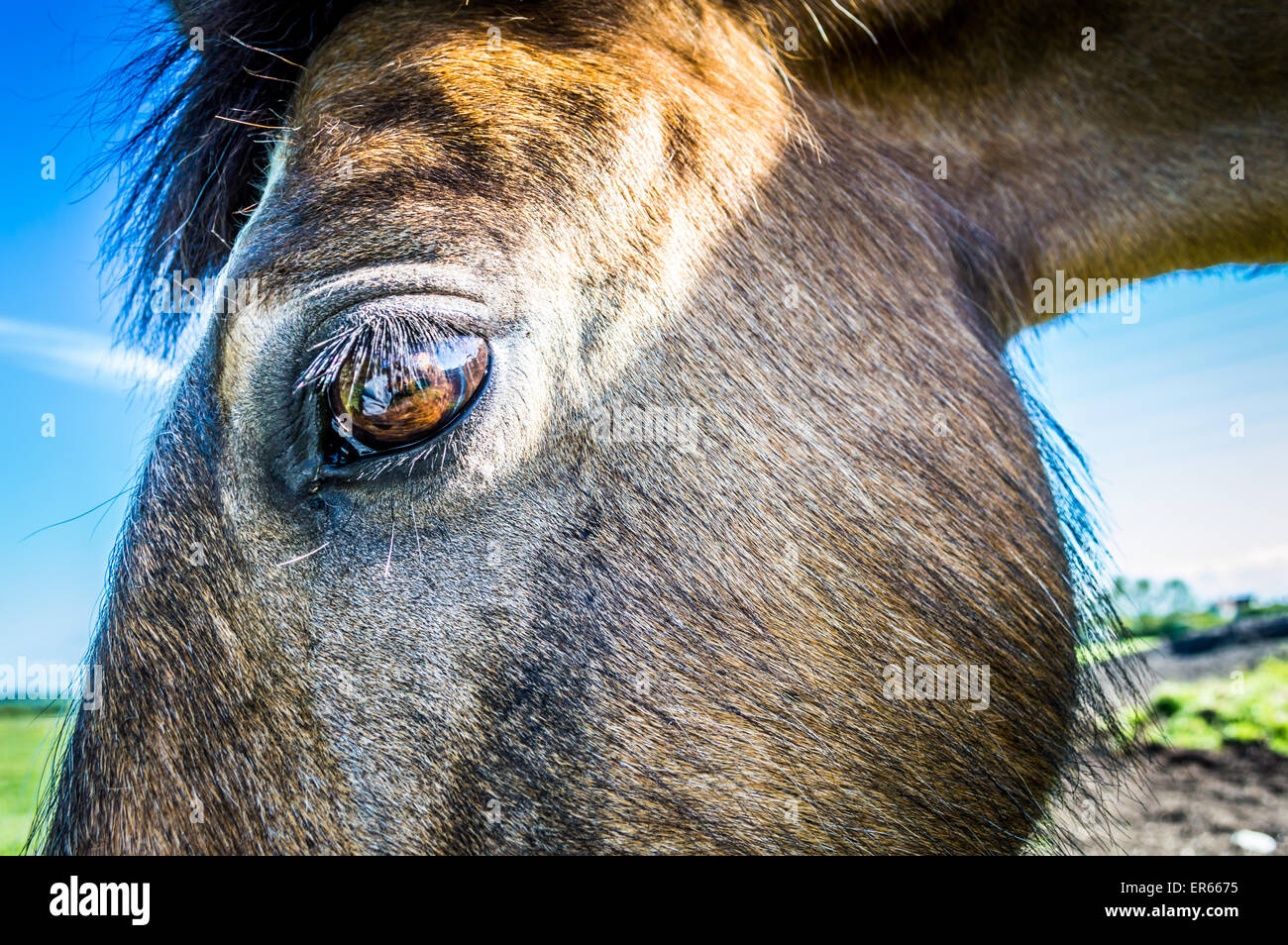 Horse stables grass hi-res stock photography and images - Alamy