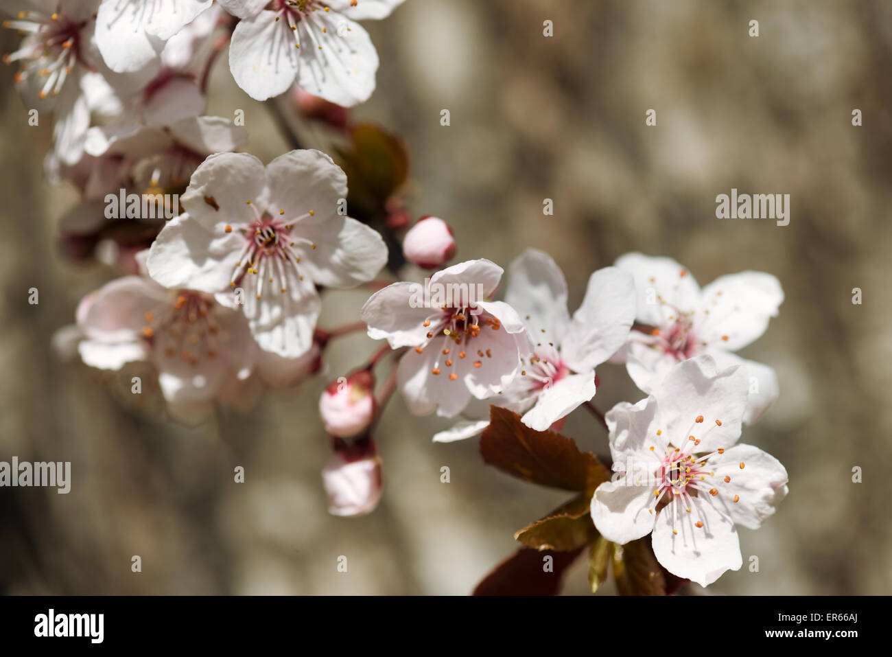 pink cherry flower, blossom at spring Stock Photo - Alamy