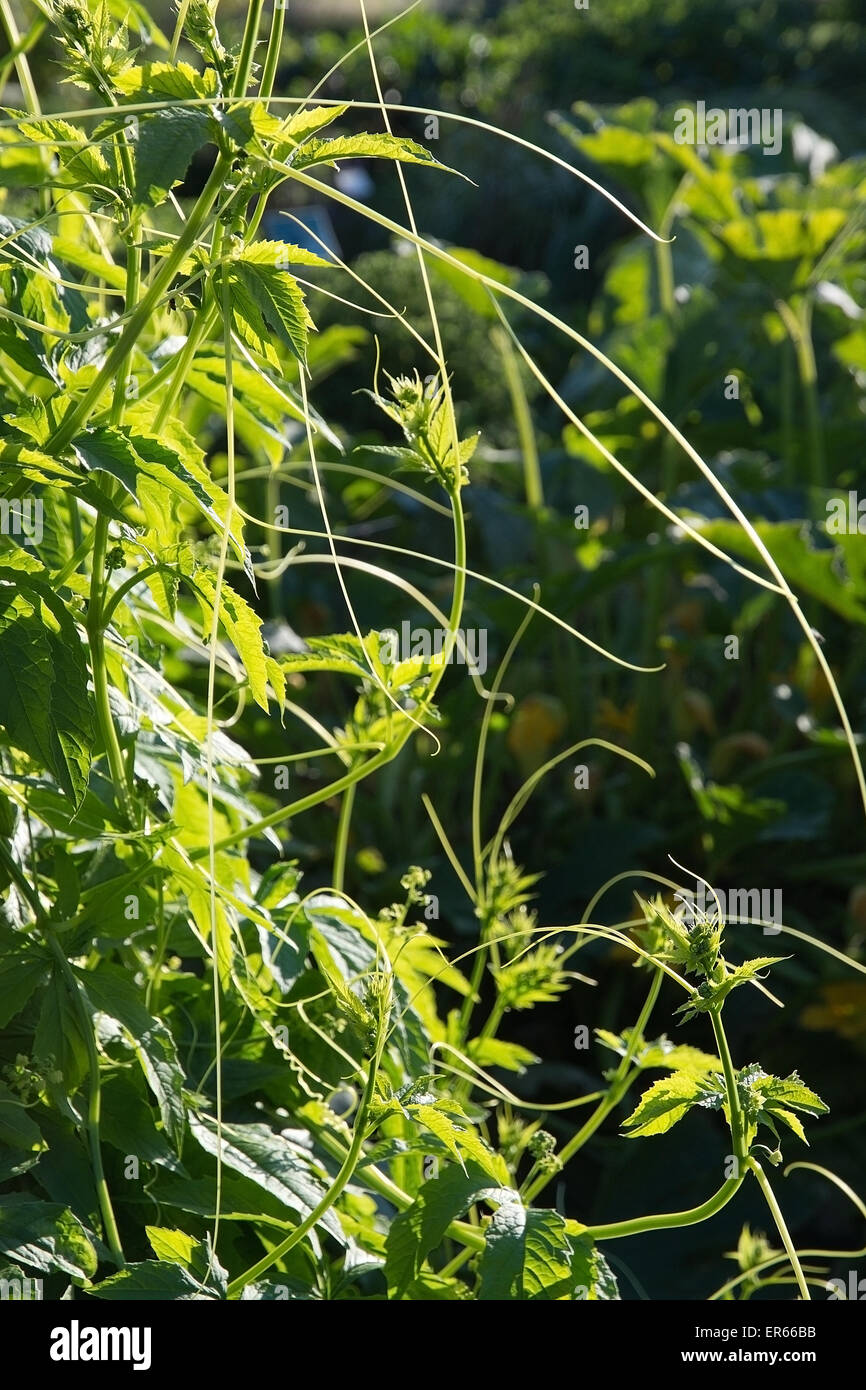 Humulus lupus growing in process in afternoon sunlight Stock Photo - Alamy