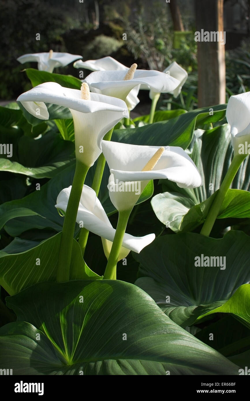 White calla lily hi-res stock photography and images - Alamy