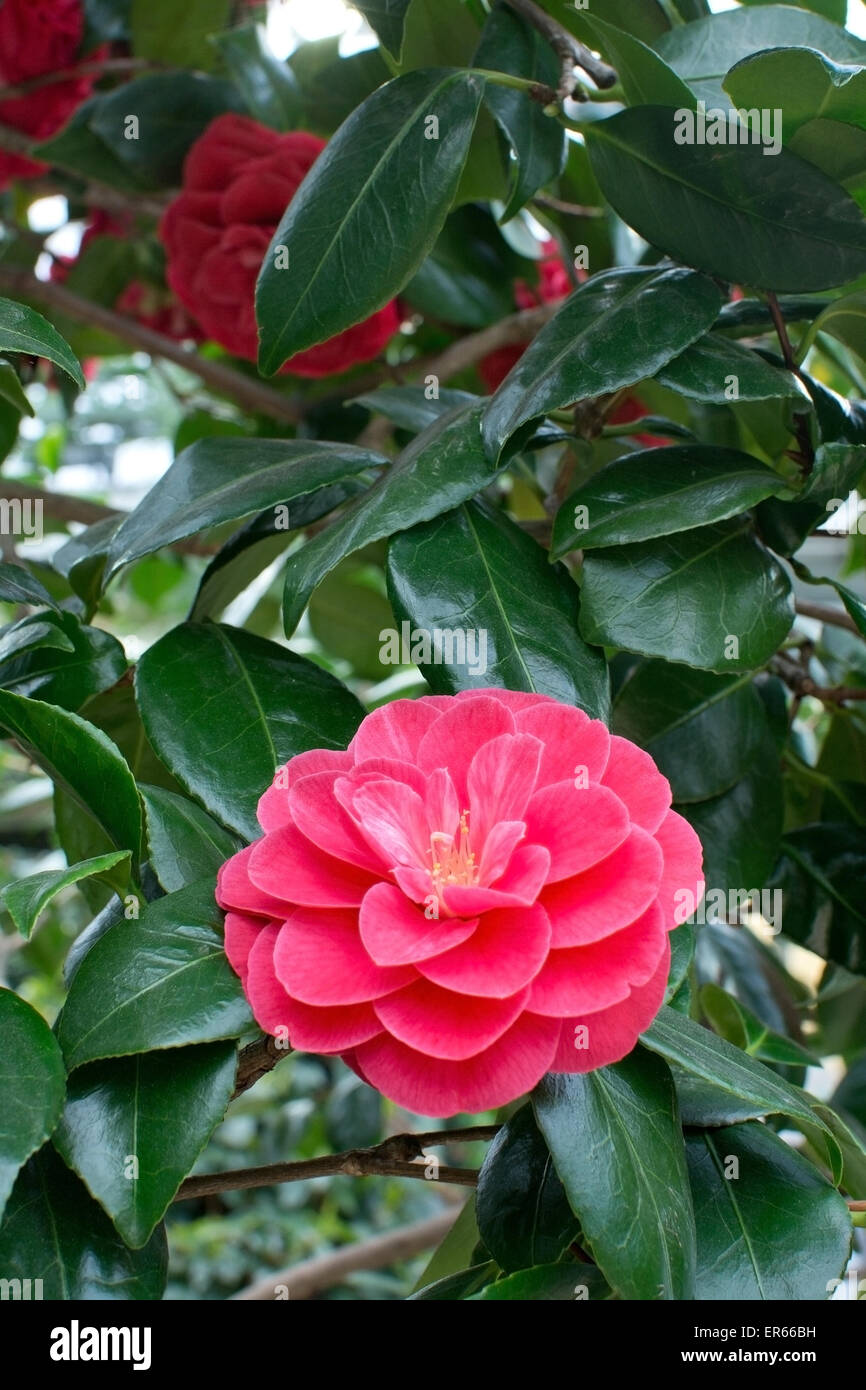 Beautiful red camellia in green foliage Stock Photo - Alamy