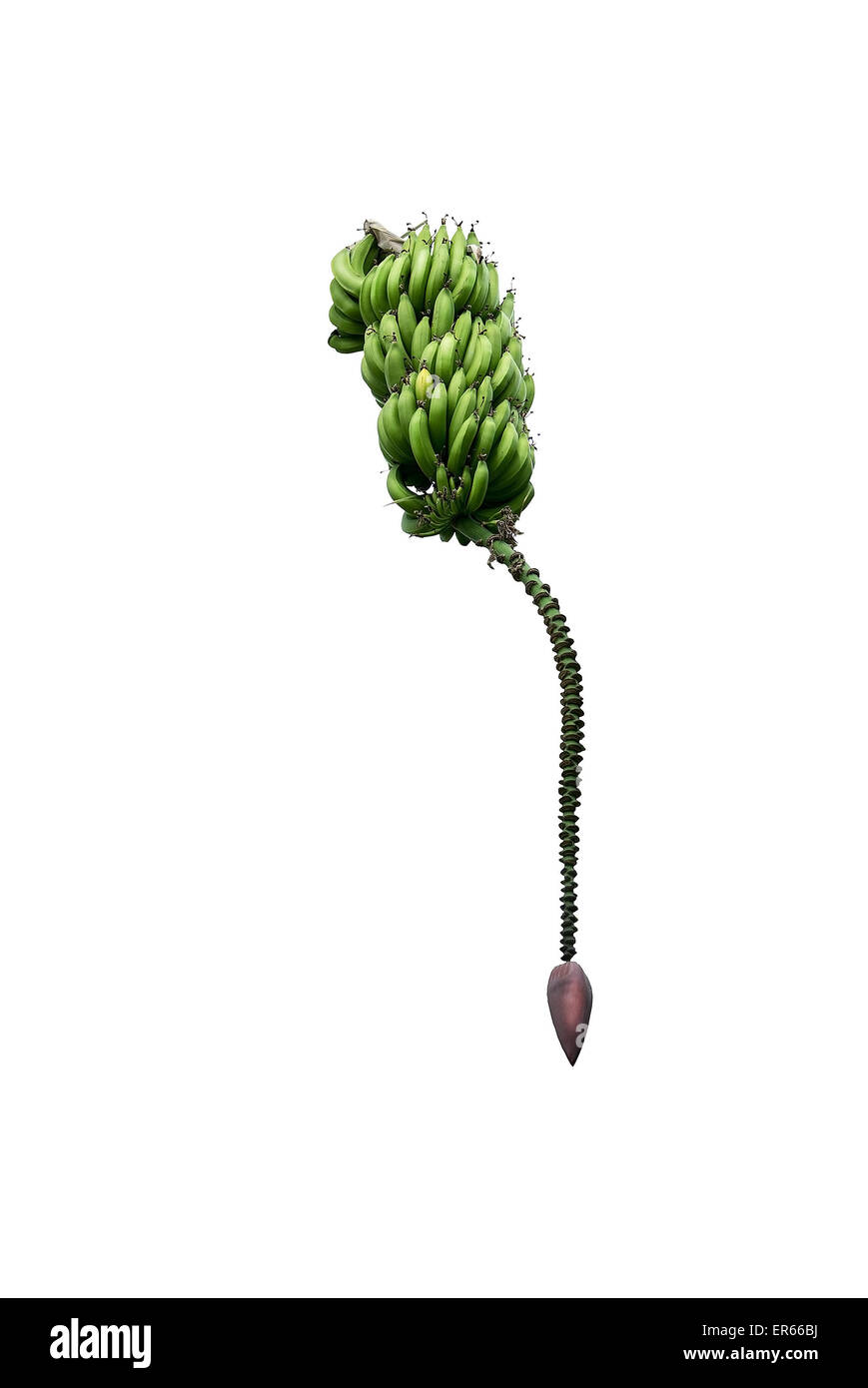 Banana seed capsule pod and fruits isolated on white Stock Photo - Alamy