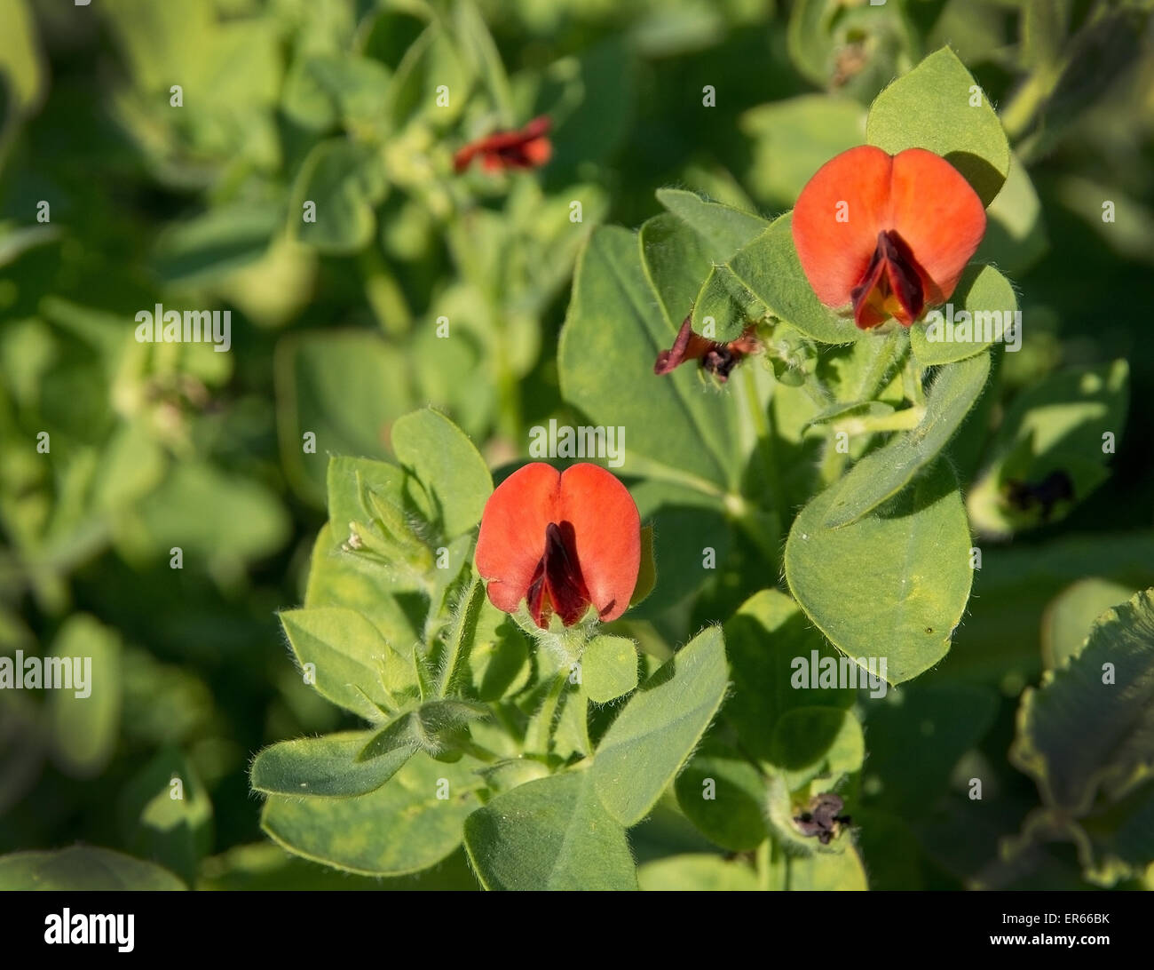 Two orange pea flowers in autumn garden Stock Photo - Alamy