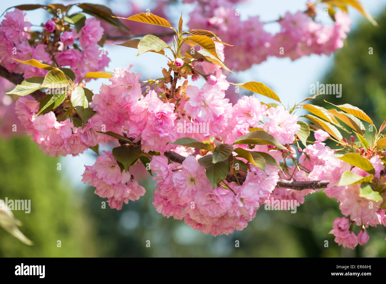 pink cherry flower, blossom at spring Stock Photo - Alamy