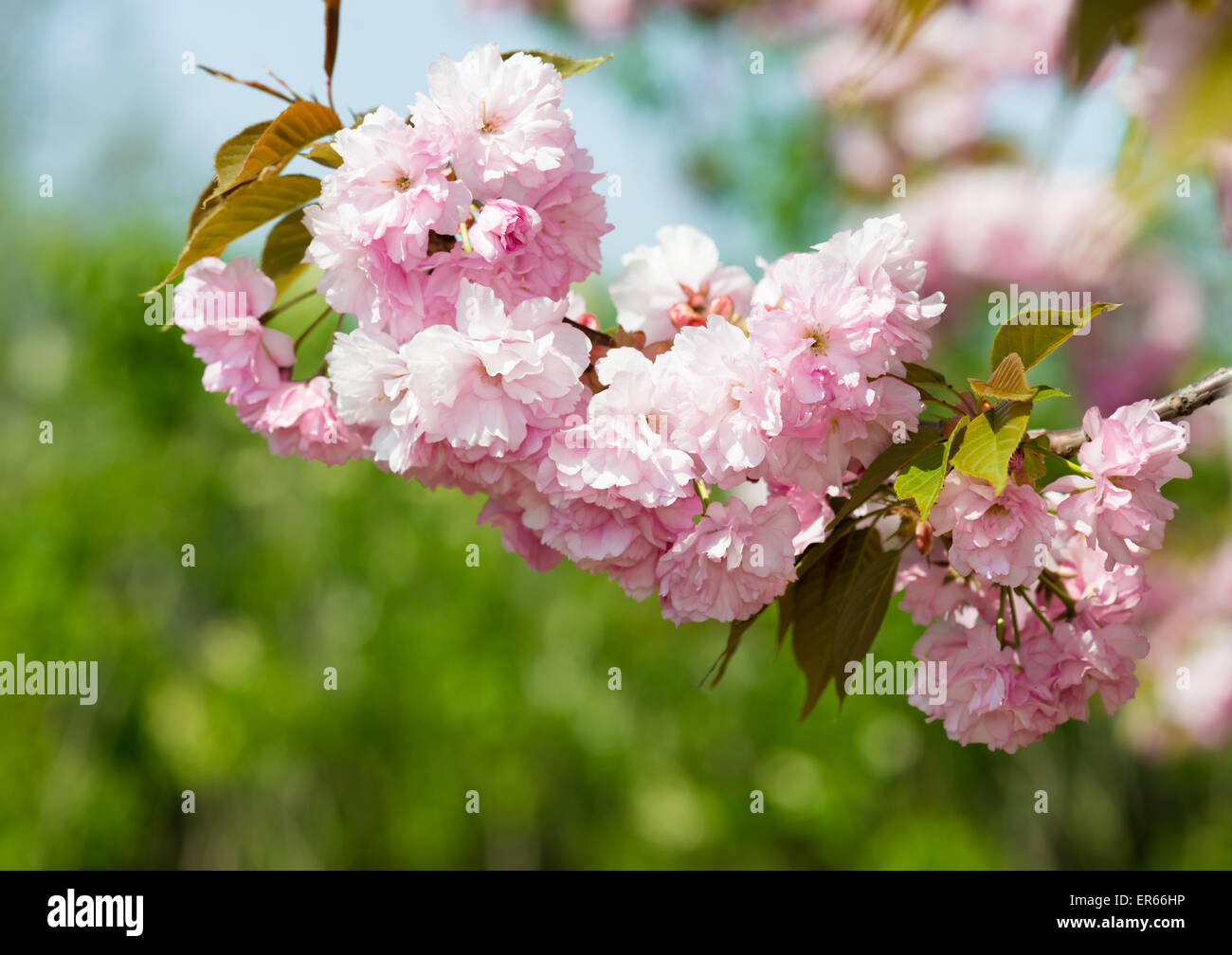 pink cherry flower, blossom at spring Stock Photo - Alamy