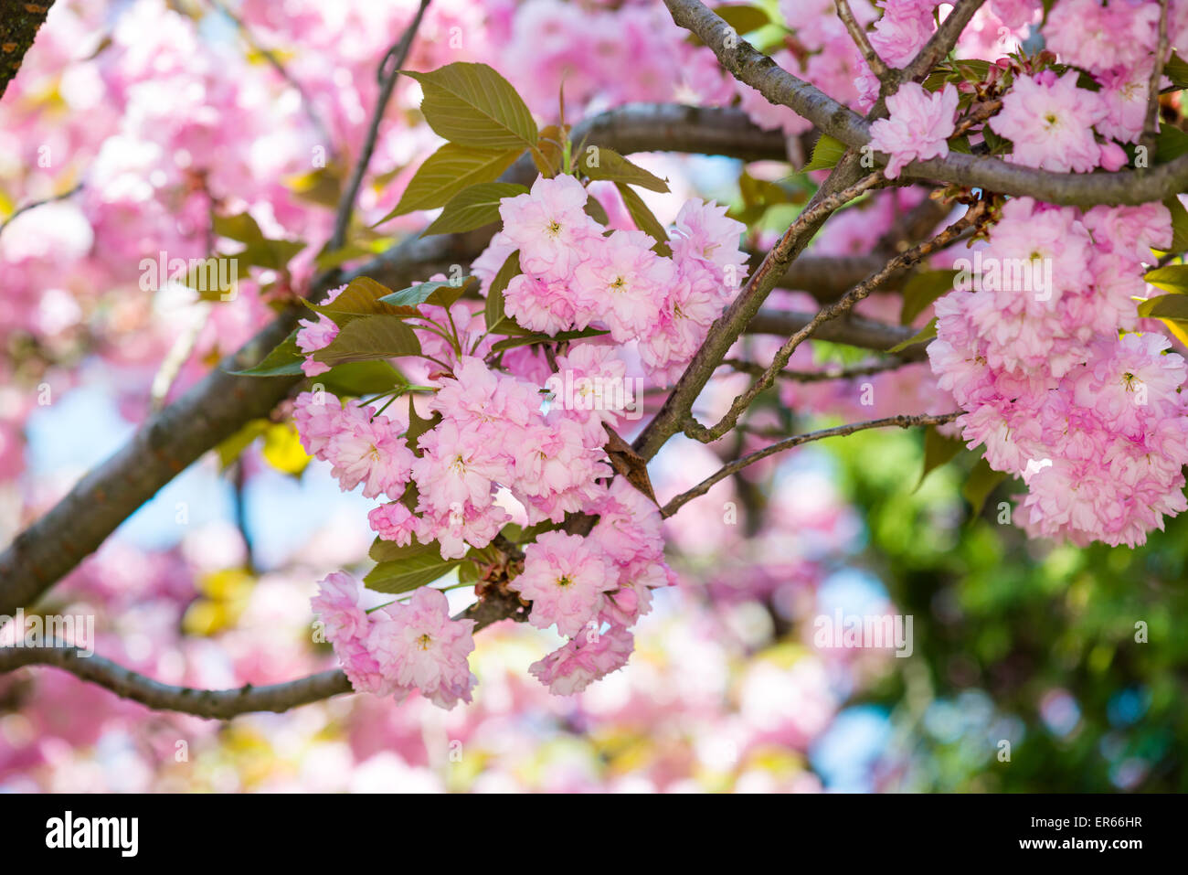pink cherry flower, blossom at spring Stock Photo - Alamy