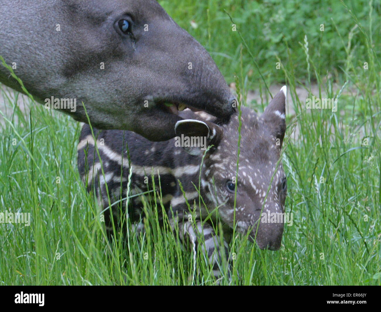 Tapir enclosure hi-res stock photography and images - Alamy