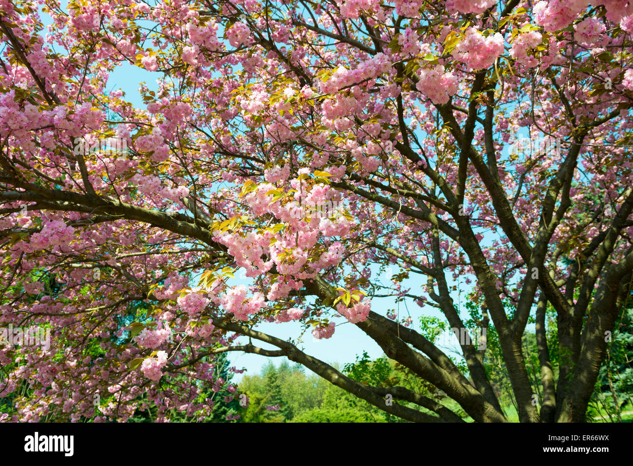 pink cherry flower, blossom at spring Stock Photo - Alamy