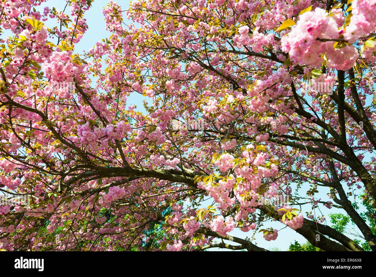 pink cherry flower, blossom at spring Stock Photo - Alamy