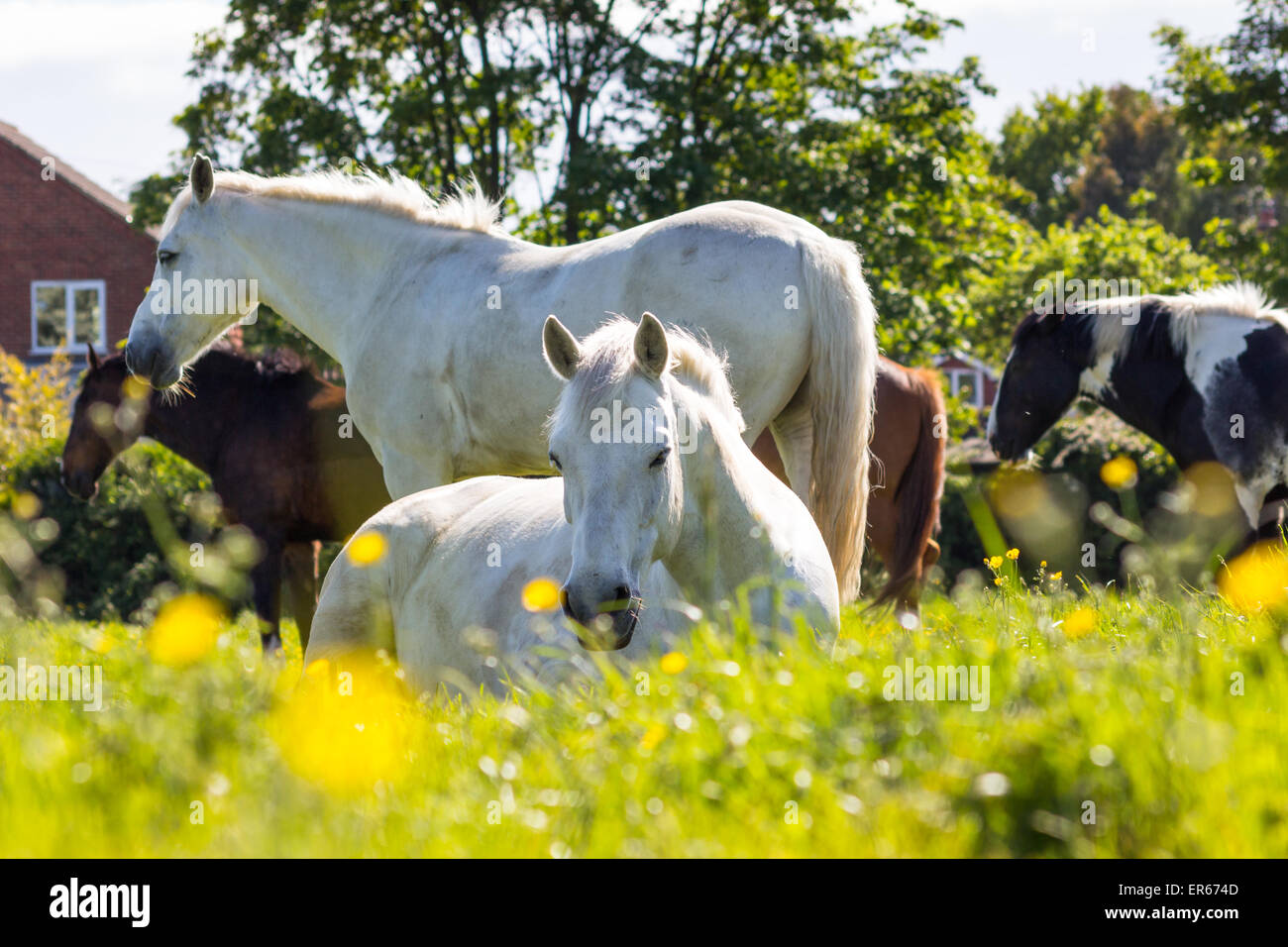 Horse stables sunset hi-res stock photography and images - Alamy