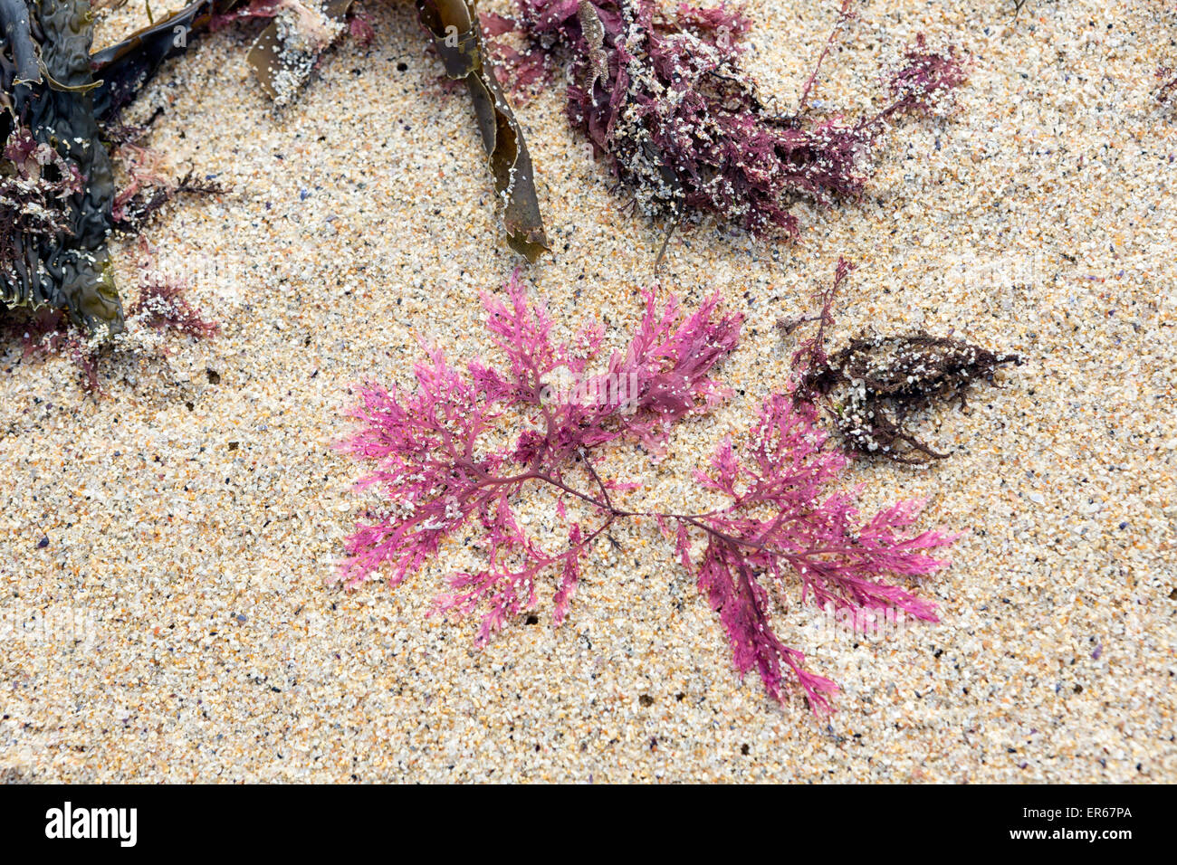 Scottish seafood lewis hi-res stock photography and images - Alamy